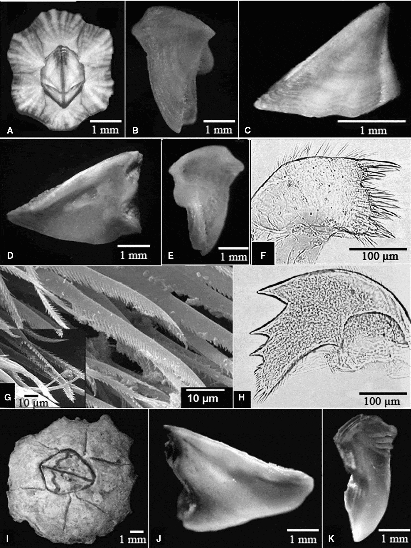 Chthamalid barnacles (Cirripedia: Thoracica) of the Persian Gulf and ...
