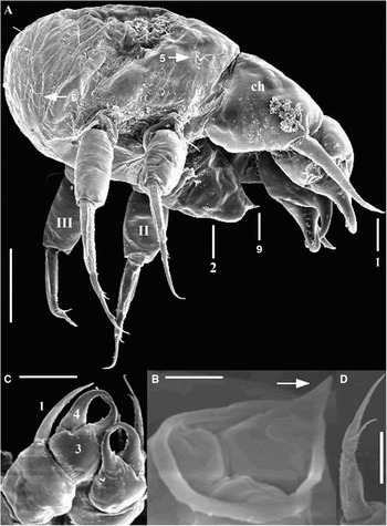 Larval morphologies and potential developmental modes of eight sea ...