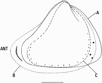 On the functional morphology of Pinna and Atrina larvae (Bivalvia ...