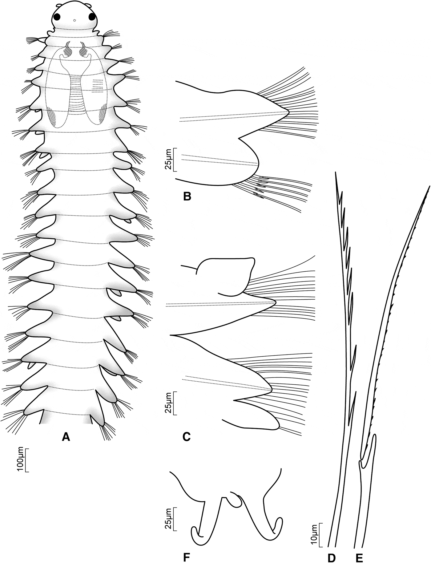 Lacydoniidae Bergström, 1914 (Polychaeta) in the South Atlantic ...