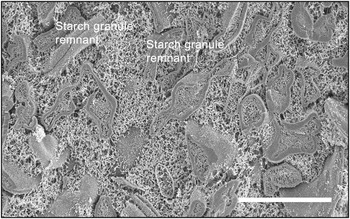 Starch-based foam composite materials: Processing and bioproducts | MRS ...