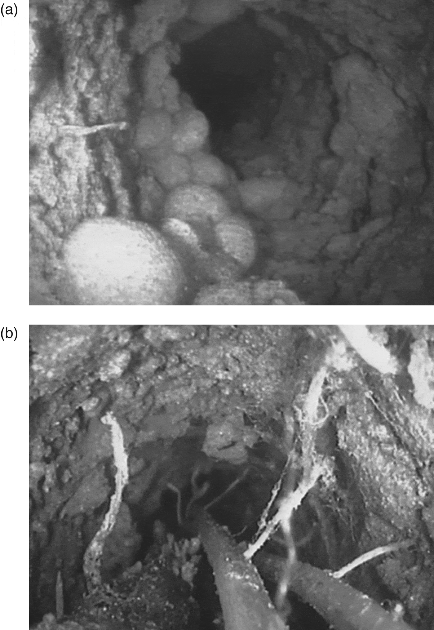 Research on subsoil biopores and their functions in organically managed ...