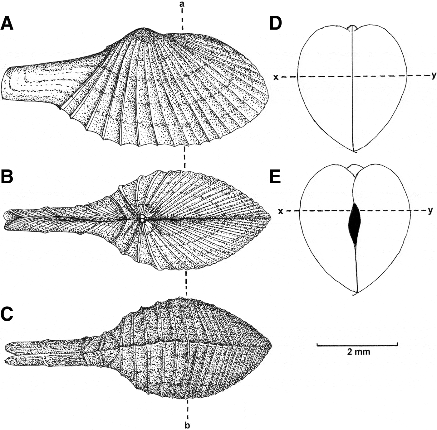The biology and functional morphology of the predatory septibranch ...