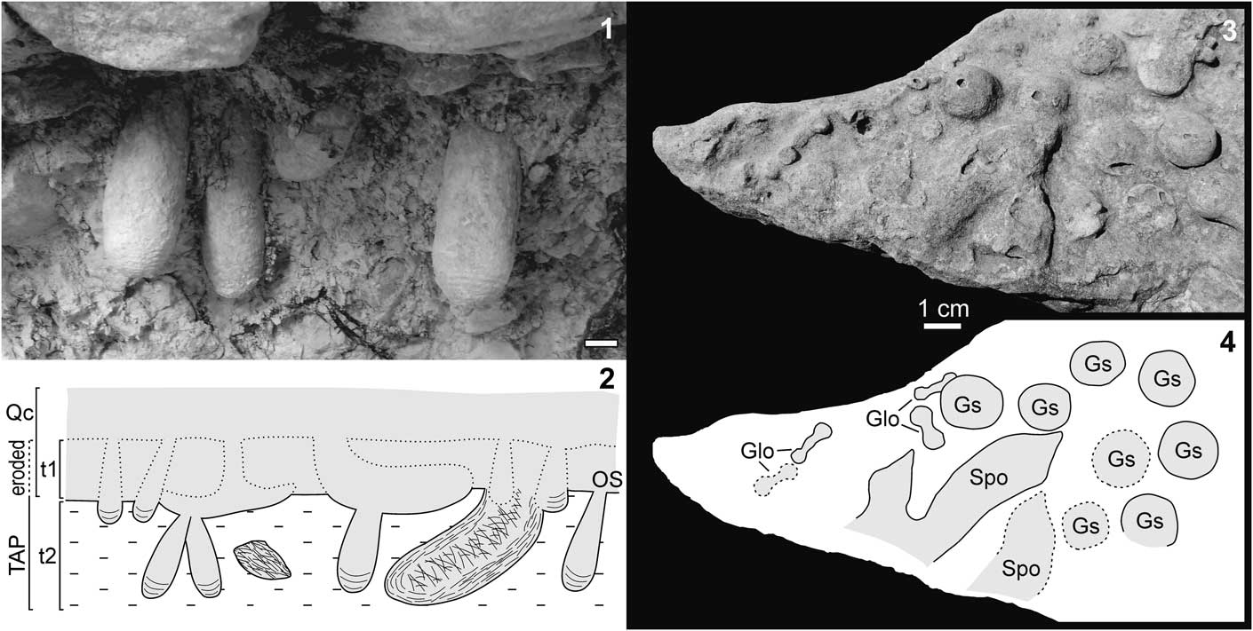 Paleobiology of firmground burrowers and cryptobionts at a Miocene ...