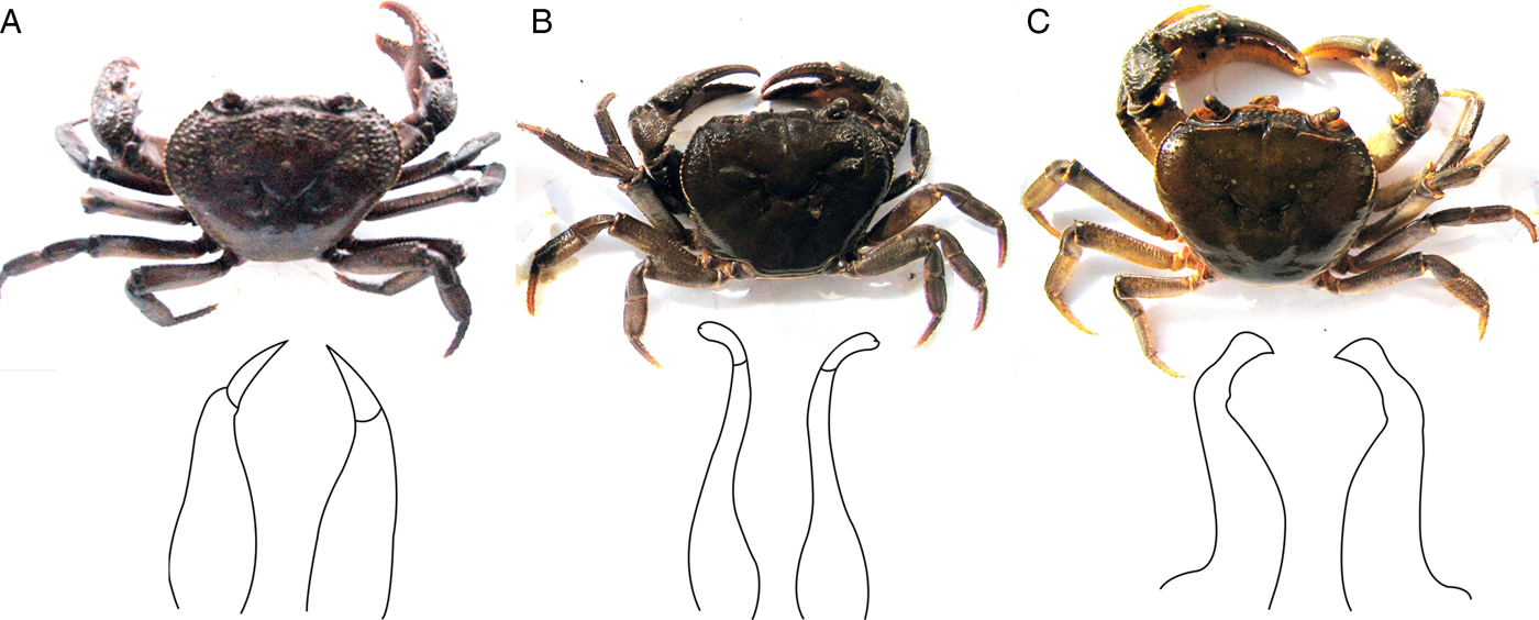 Molecular and morphological variation of Paragonimus westermani in ...