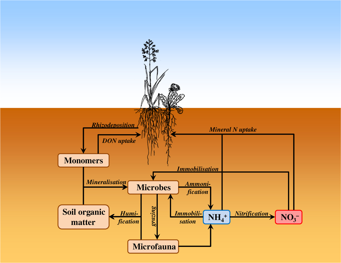 Advances in understanding nitrogen flows and transformations: gaps and ...
