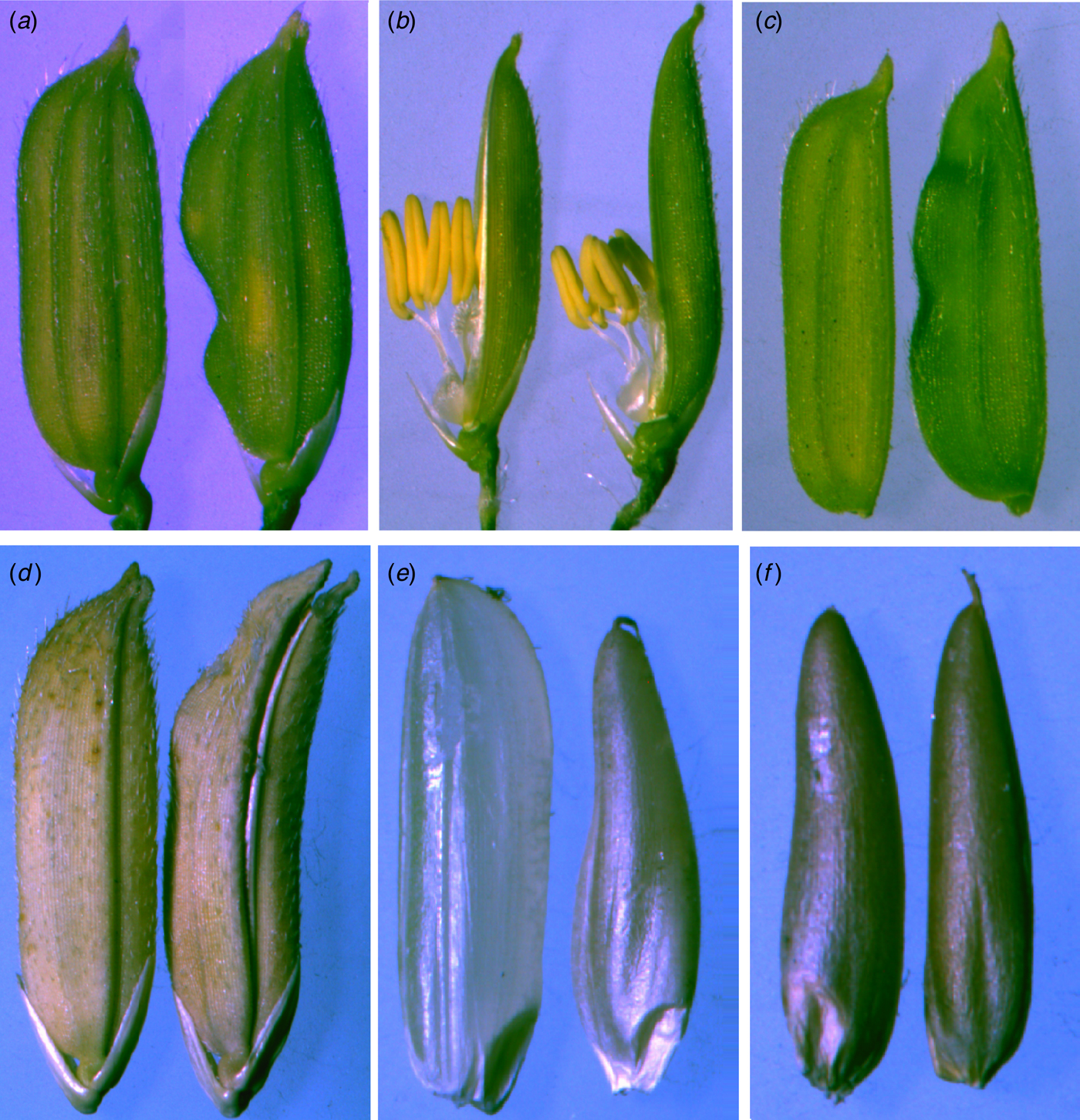 Identification and fine mapping of lemma-distortion1, a single ...