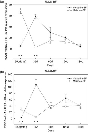 Temporal expression of TnI fast and slow isoforms in biceps femoris and ...