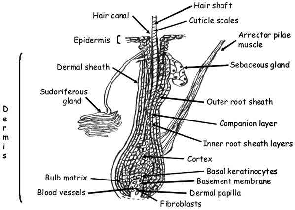 Fundamental hair follicle biology and fine fibre production in animals ...