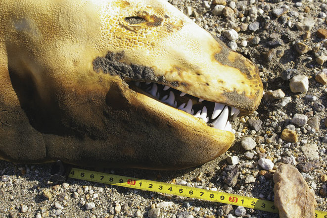 Report of a mummified leopard seal carcass in the southern Dry Valleys ...