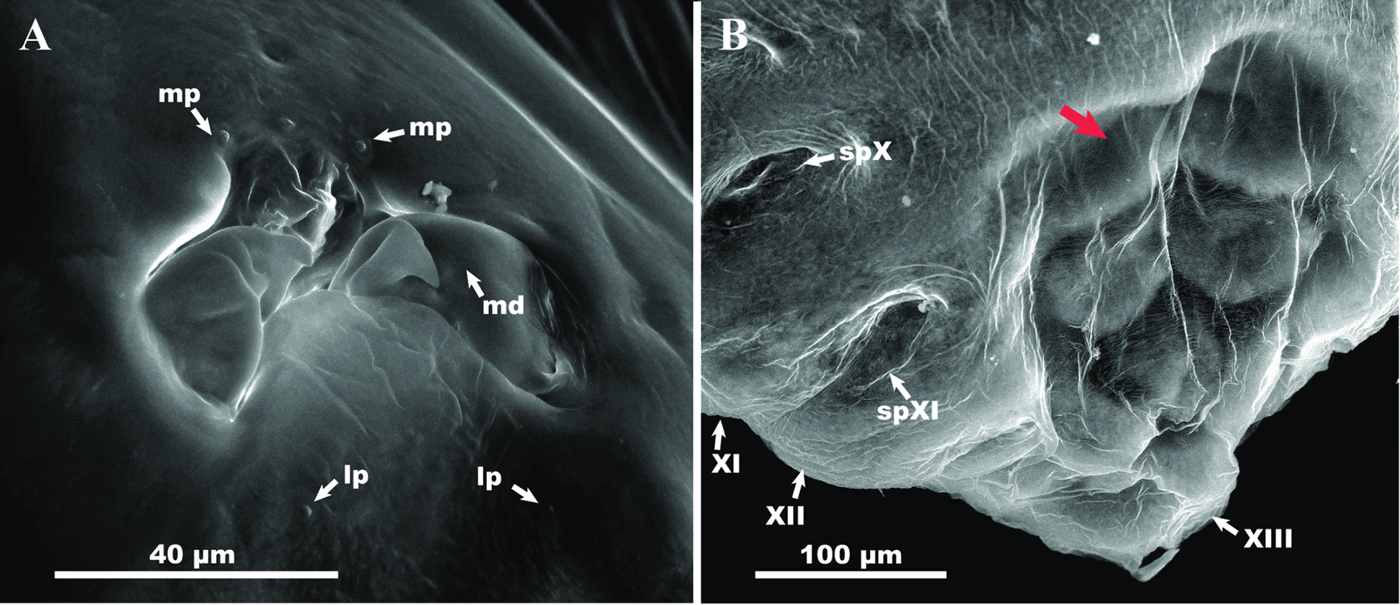 Delimitation and description of the immature stages of a pollinating ...