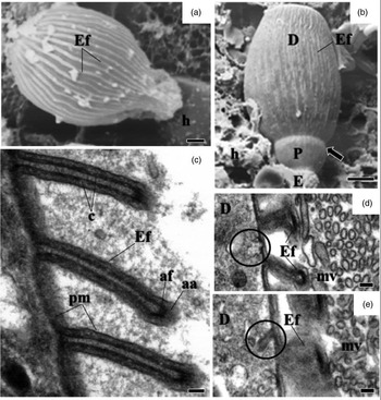 The life cycle of Gregarina cuneata in the midgut of Tribolium ...