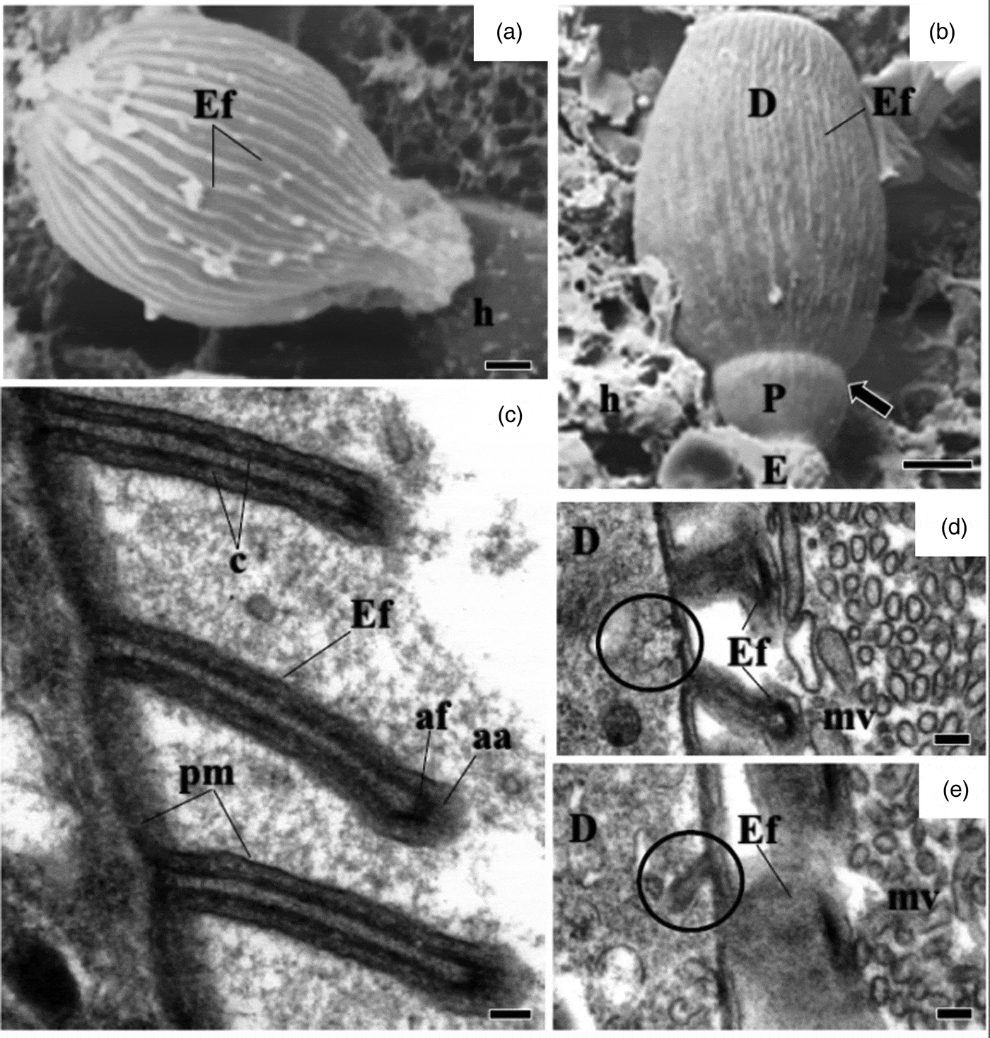 The life cycle of Gregarina cuneata in the midgut of Tribolium ...