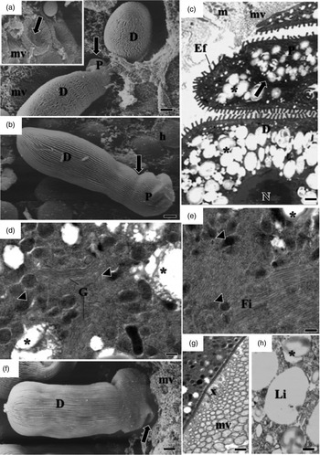 The life cycle of Gregarina cuneata in the midgut of Tribolium ...