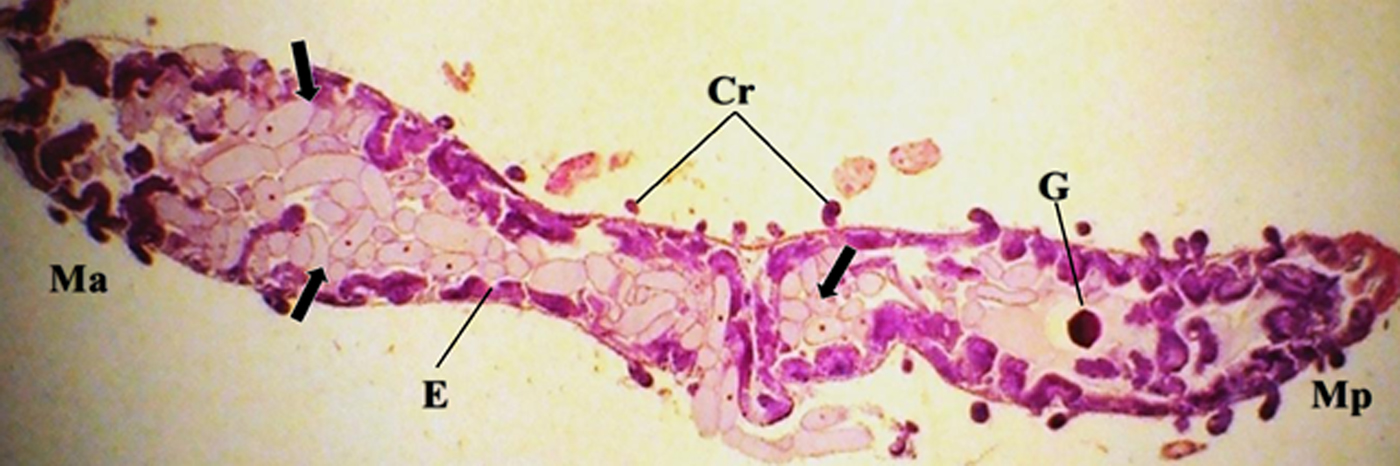 The life cycle of Gregarina cuneata in the midgut of Tribolium ...
