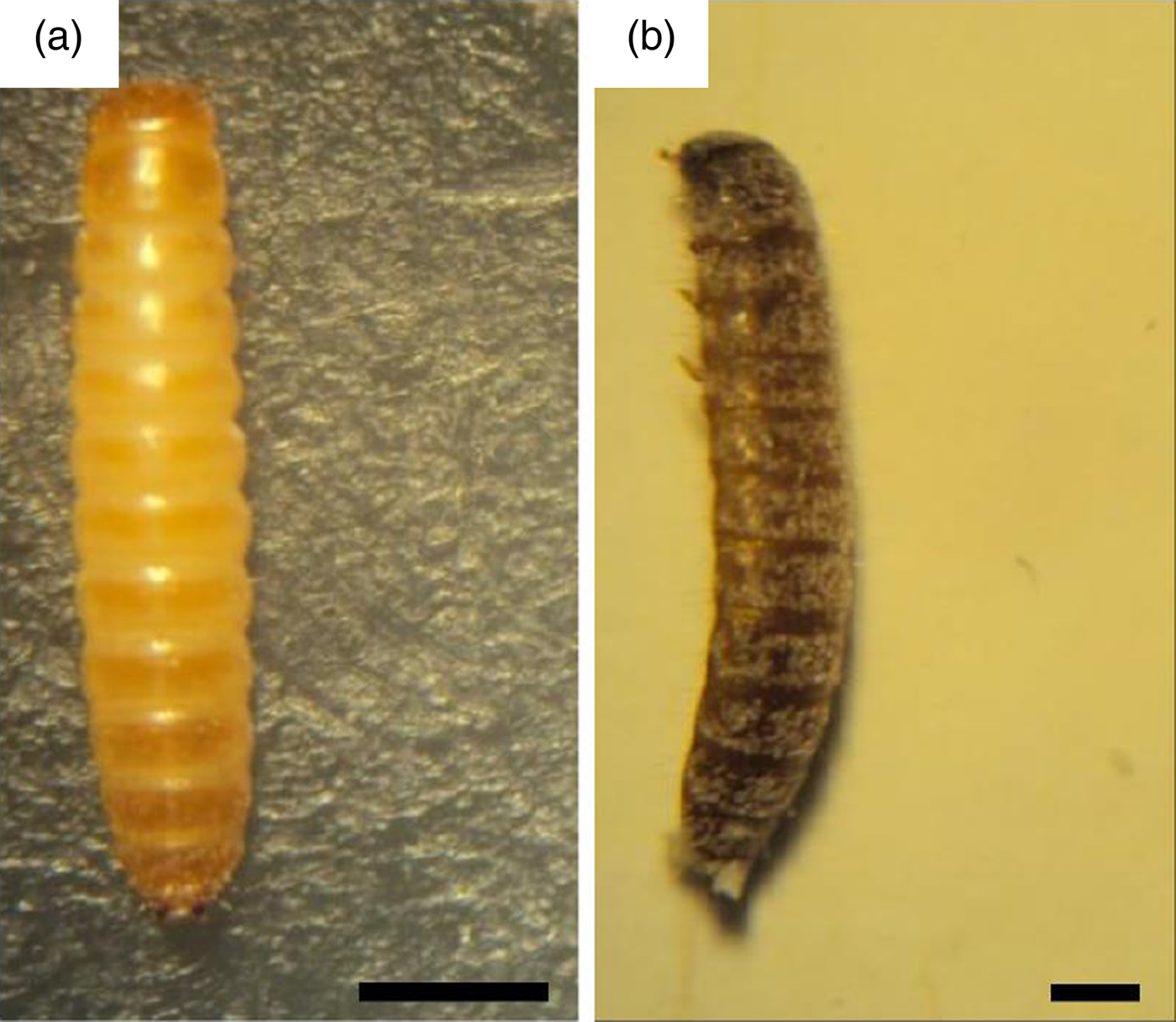 The life cycle of Gregarina cuneata in the midgut of Tribolium ...