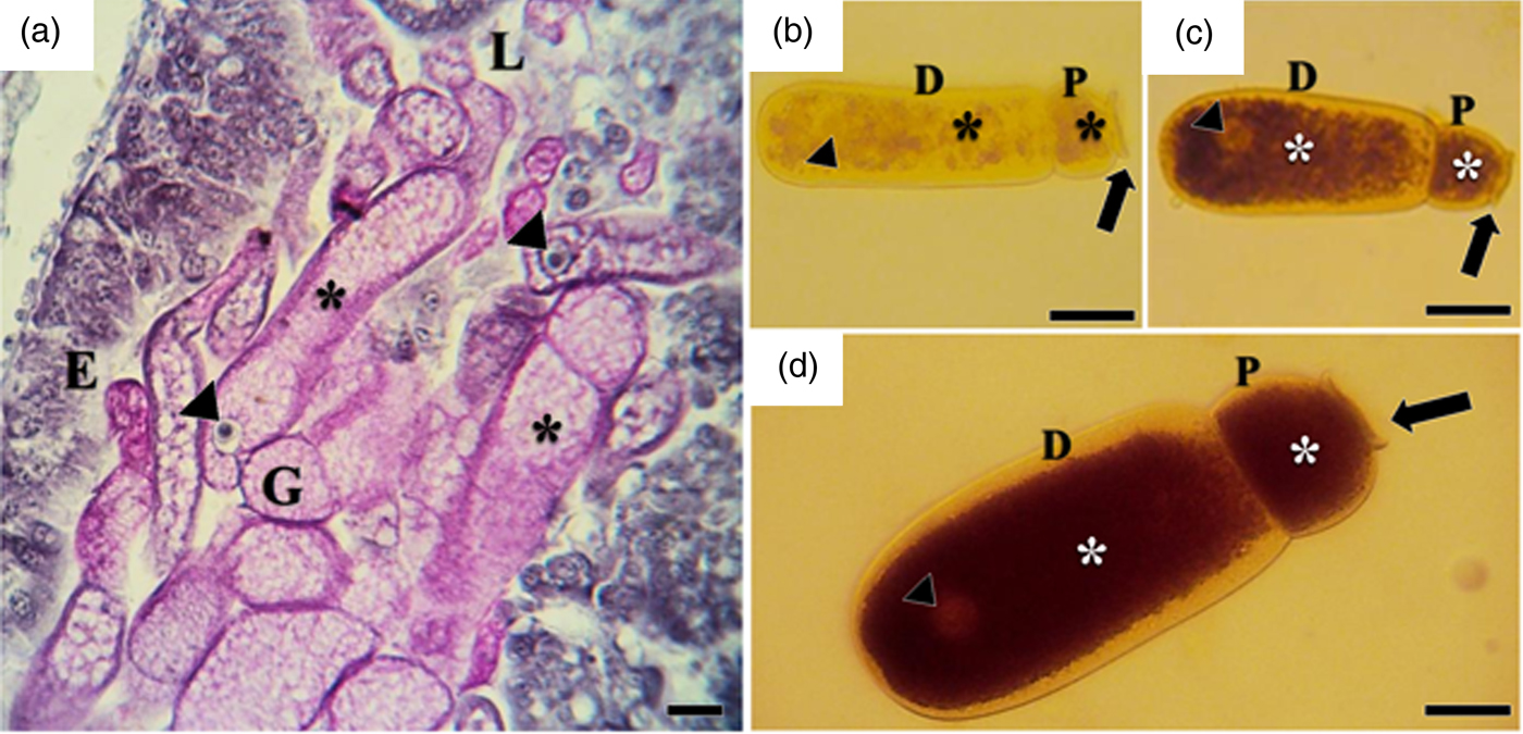 The life cycle of Gregarina cuneata in the midgut of Tribolium ...