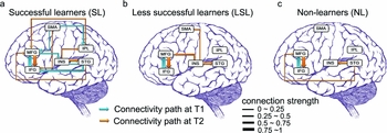 Second language learning success revealed by brain networks ...