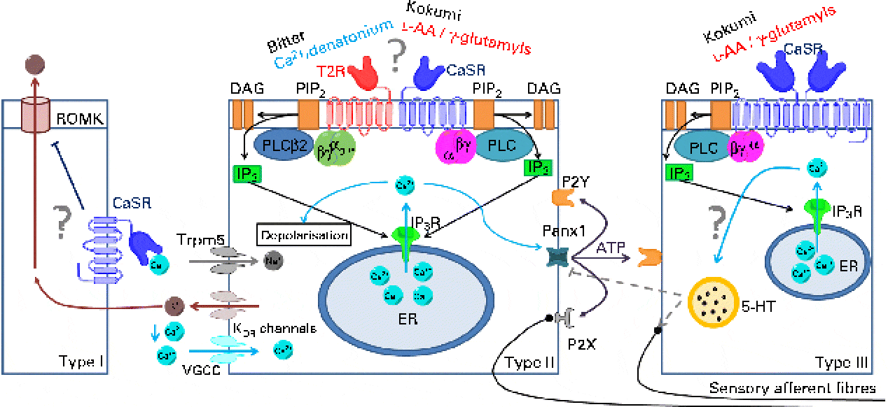 Emerging roles of the extracellular calcium-sensing receptor in ...