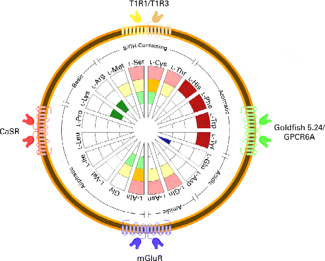 Emerging roles of the extracellular calcium-sensing receptor in ...