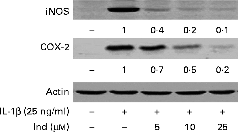 Indicaxanthin inhibits NADPH oxidase (NOX)-1 activation and NF-κB ...