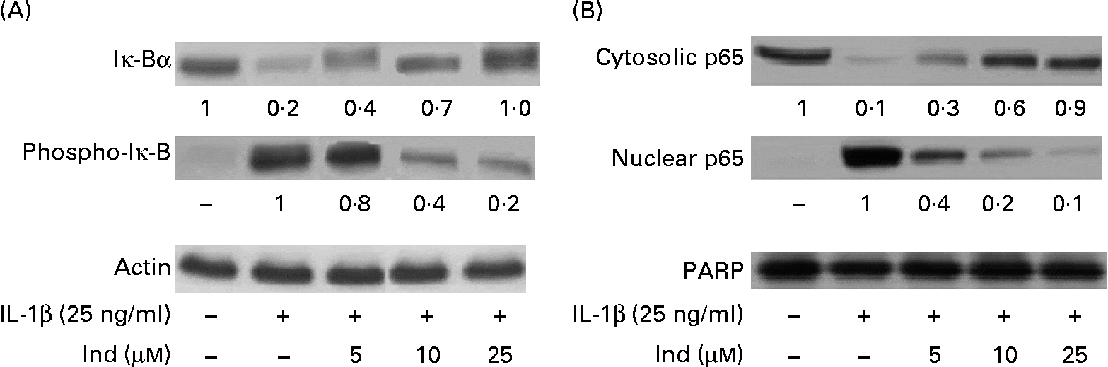Indicaxanthin inhibits NADPH oxidase (NOX)-1 activation and NF-κB ...