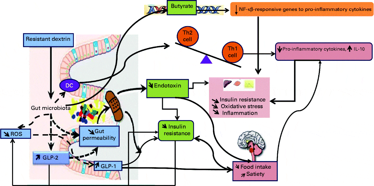 Resistant dextrin, as a prebiotic, improves insulin resistance and ...