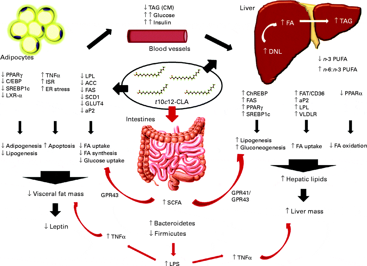 Dietary trans-10, cis-12-conjugated linoleic acid alters fatty acid metabolism and microbiota ...