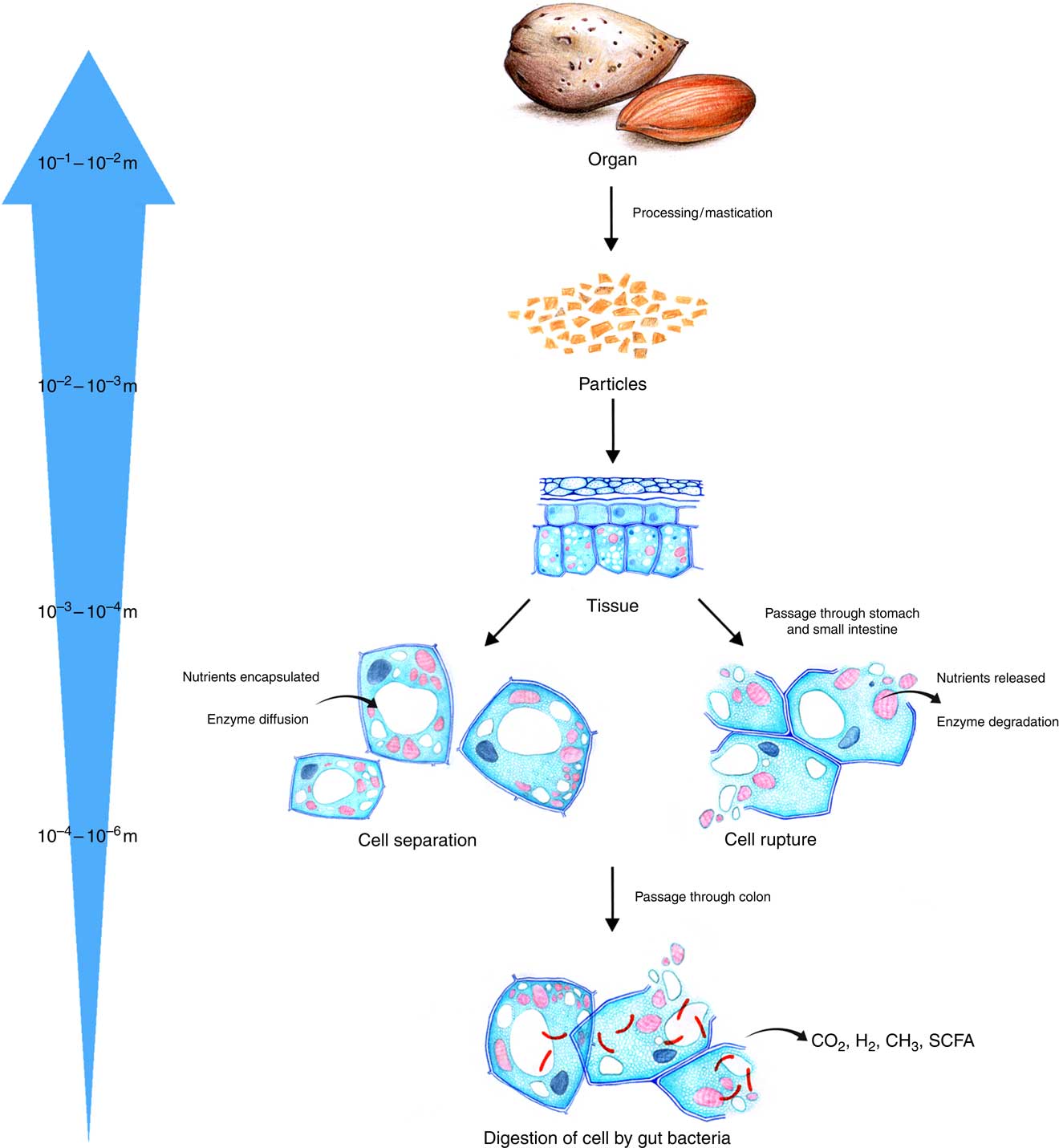 Re-evaluation of the mechanisms of dietary fibre and implications for ...