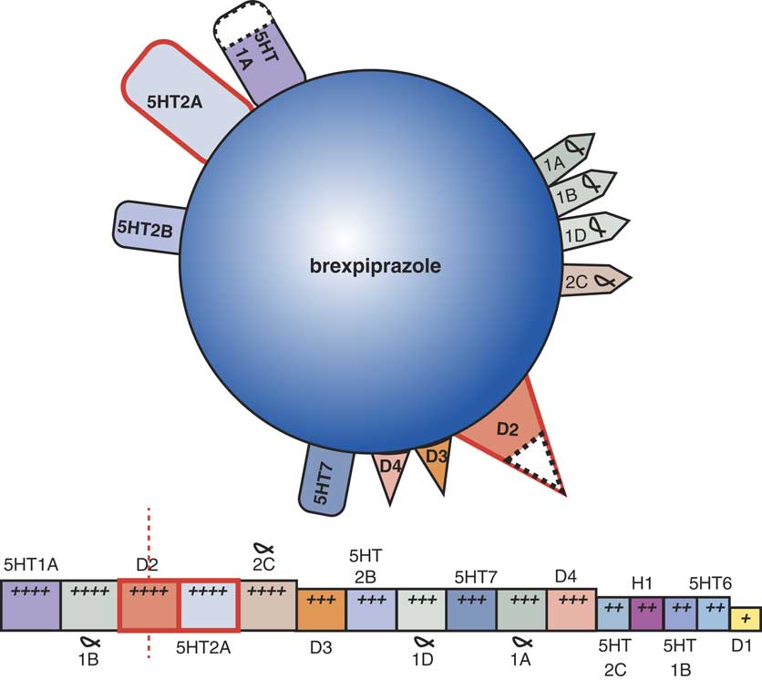 Mechanism of action of brexpiprazole: comparison with aripiprazole ...