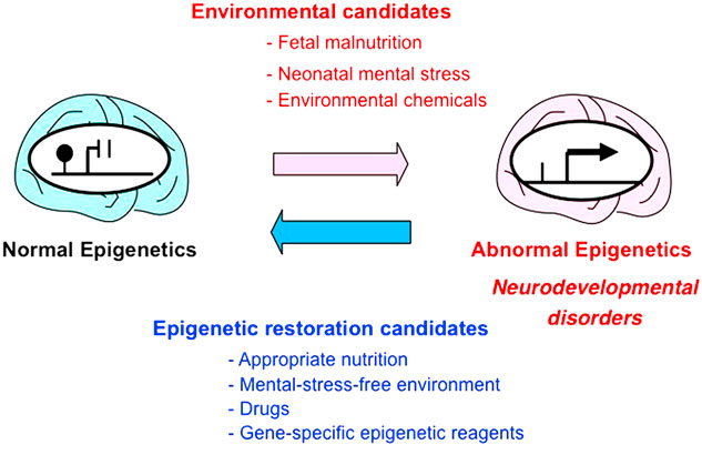 Understanding the epigenetics of neurodevelopmental disorders and DOHaD ...