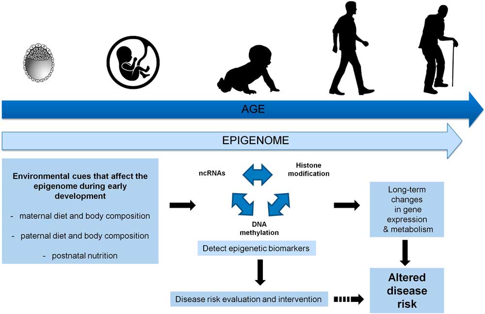 The developmental environment, epigenetic biomarkers and long-term ...