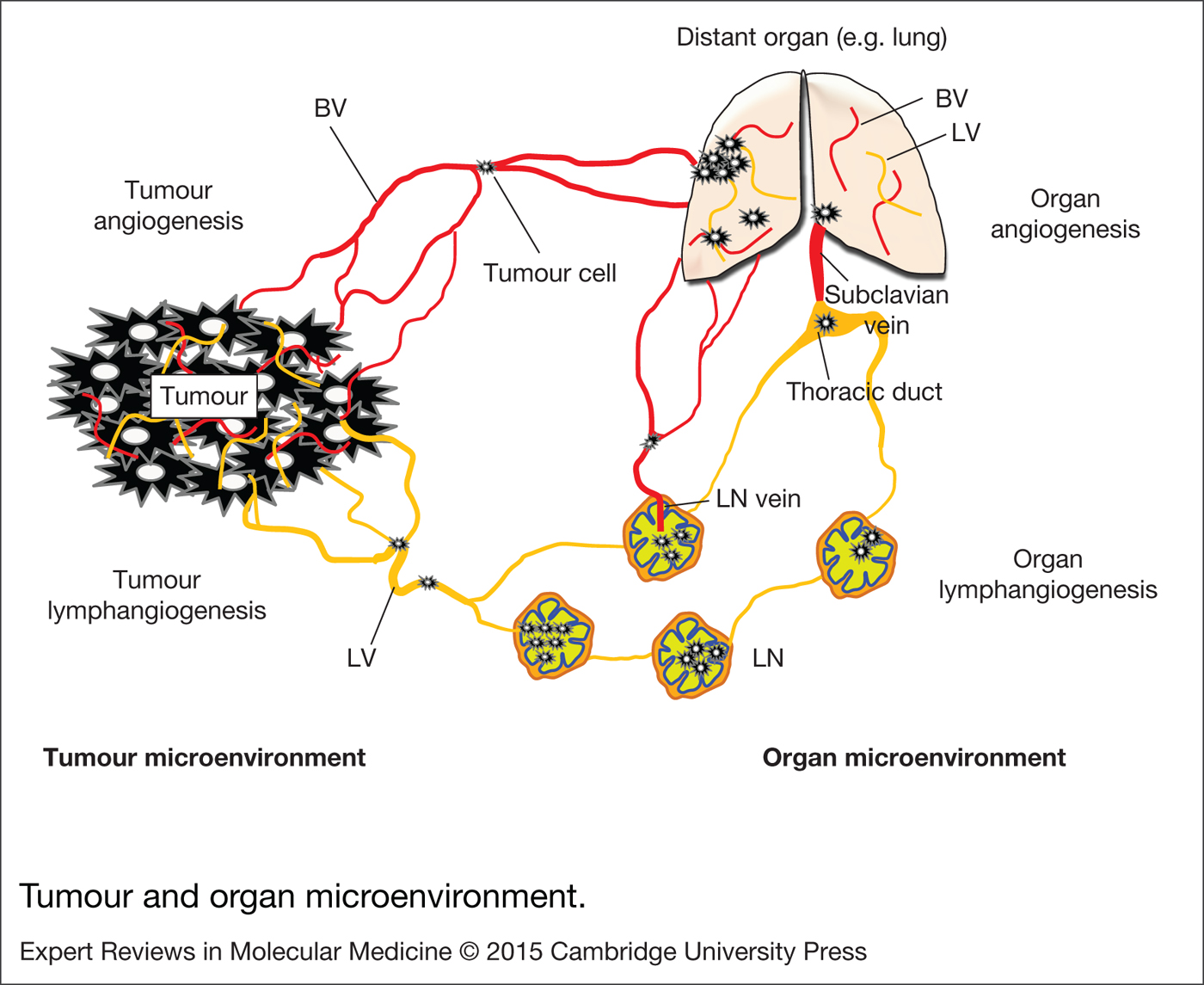 Crosstalk between cancer cells and blood endothelial and lymphatic ...