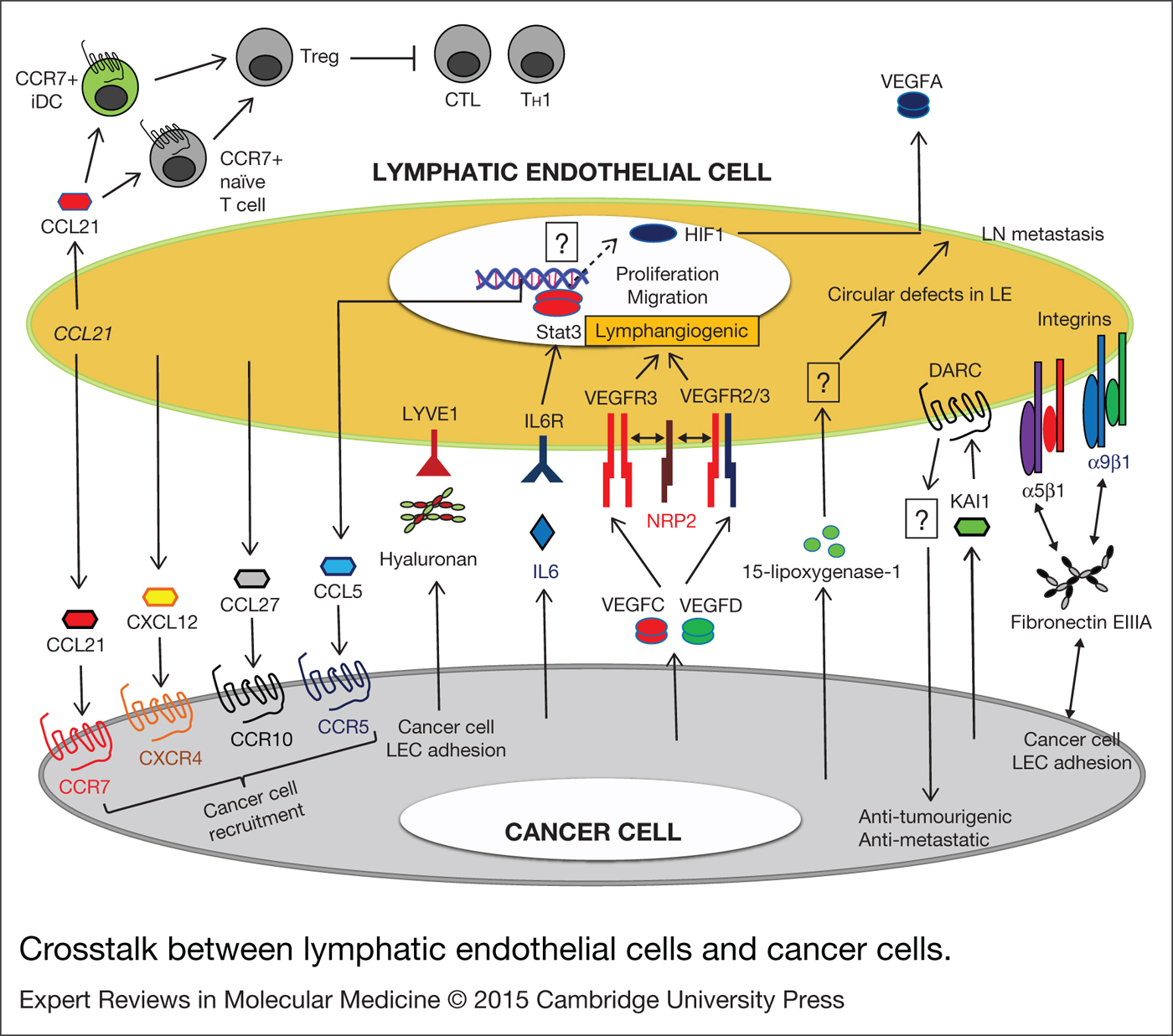Crosstalk between cancer cells and blood endothelial and lymphatic ...