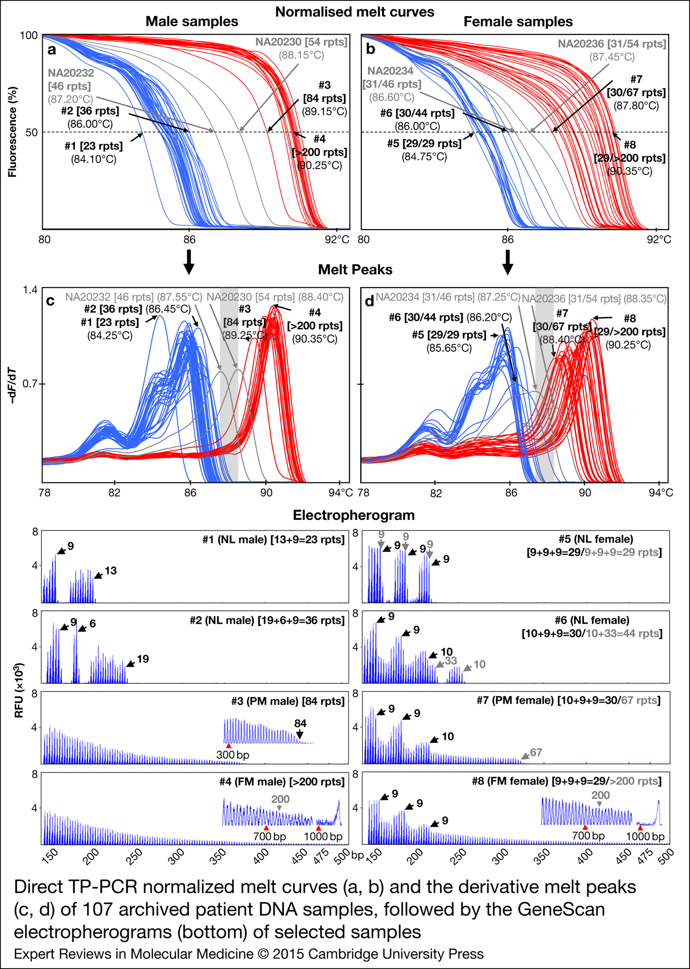 Simplified strategy for rapid first-line screening of fragile X ...