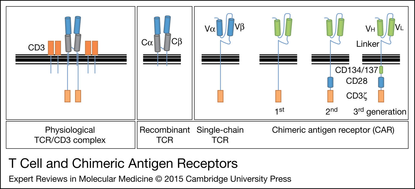 Engineered T cell therapies | Expert Reviews in Molecular Medicine ...