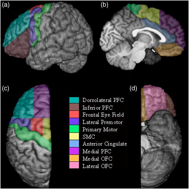 Comprehensive Examination of Frontal Regions in Boys and Girls with ...
