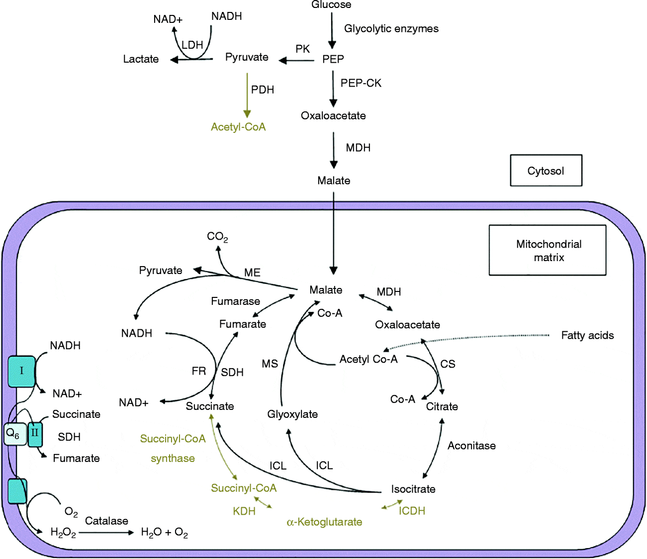 Setaria digitata in advancing our knowledge of human lymphatic ...