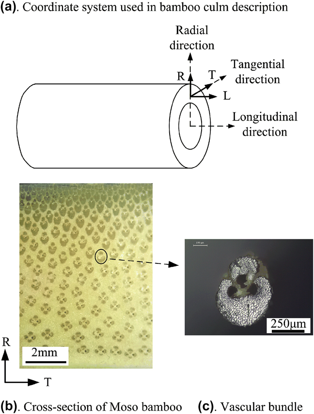 The mechanical properties of bamboo and vascular bundles | Journal of ...