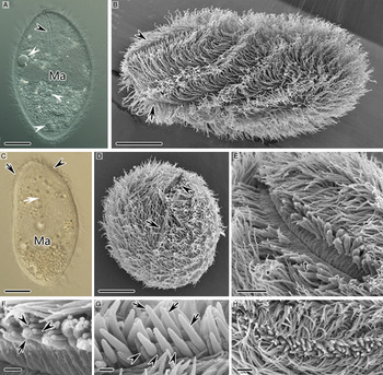 Ultrastructure observation on the cells at different life history ...