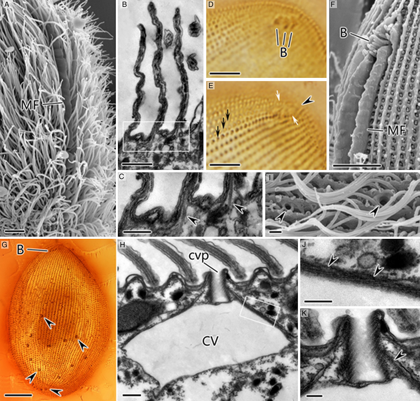 Ultrastructure observation on the cells at different life history ...