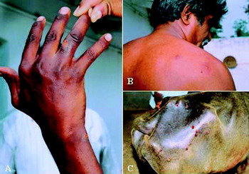 Buffalopox: an emerging and re-emerging zoonosis | Animal Health ...