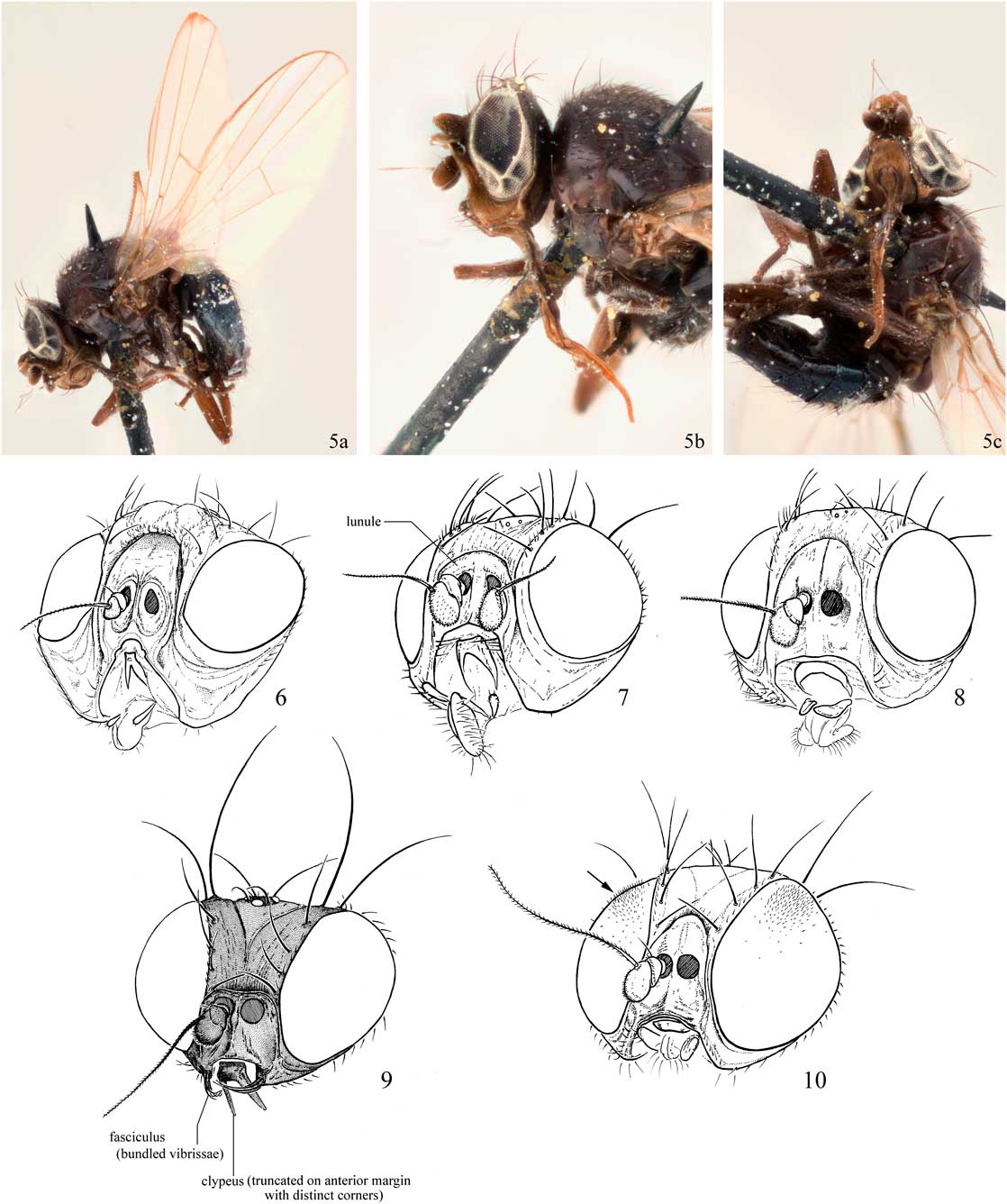 Redefinition and synonymy of genera in the Ophiomyia genus group, with ...