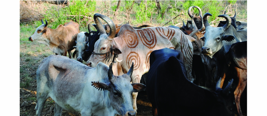 Mursi ox modification in the Lower Omo Valley and the interpretation of ...