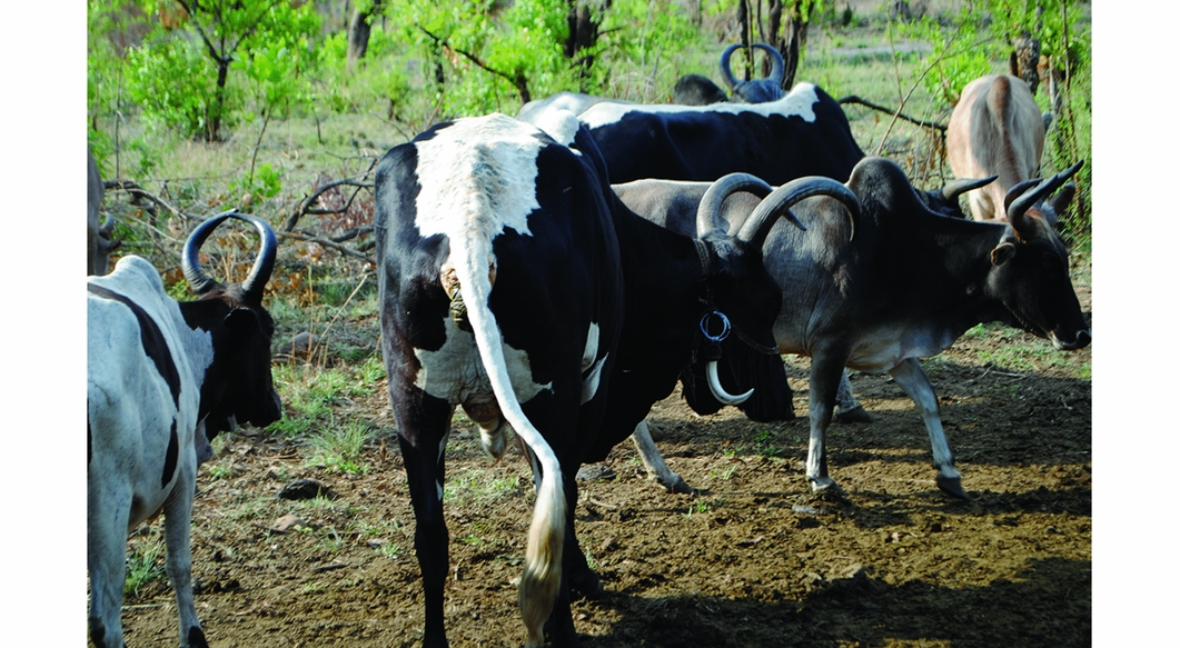 Mursi ox modification in the Lower Omo Valley and the interpretation of ...