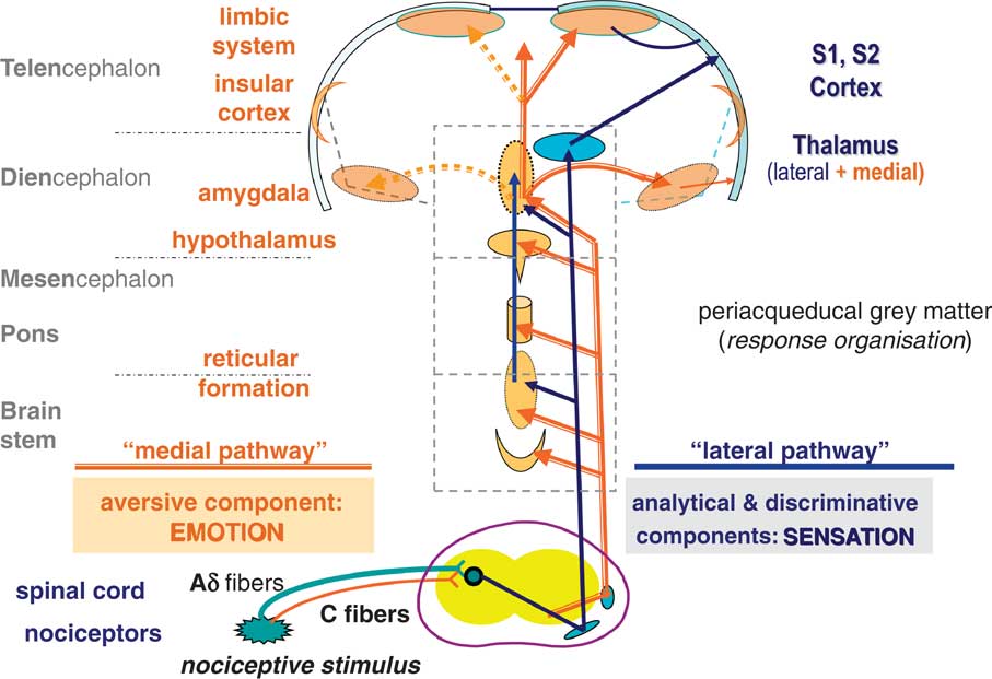 Pain: definitions, concepts and mechanisms in humans and farm animals ...