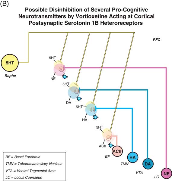 Modes and nodes explain the mechanism of action of vortioxetine, a ...