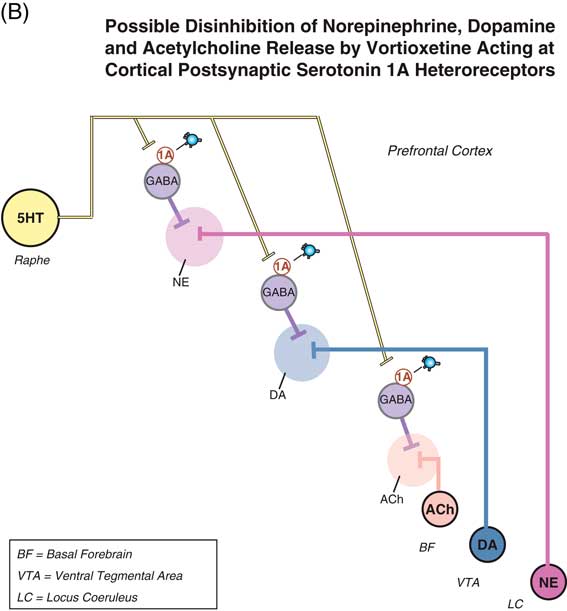 Modes and nodes explain the mechanism of action of vortioxetine, a ...