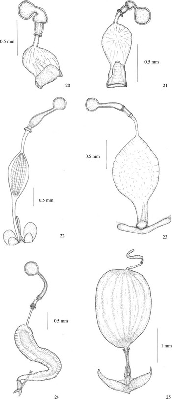Morphology of spermatheca in Scutelleridae (Hemiptera: Pentatomoidea ...