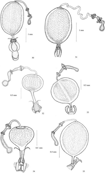 Morphology of spermatheca in Scutelleridae (Hemiptera: Pentatomoidea ...